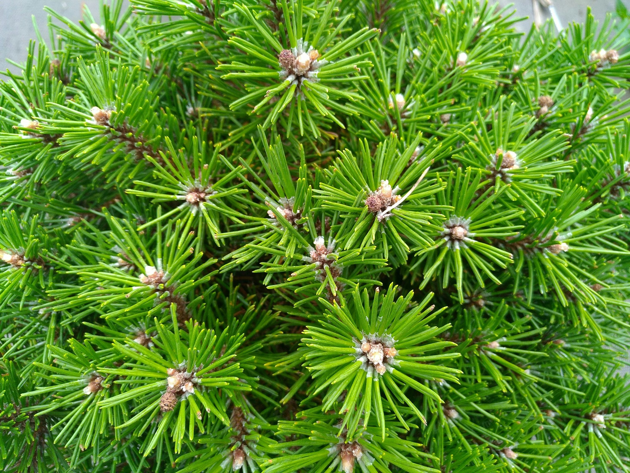PINUS MUGO MOPS