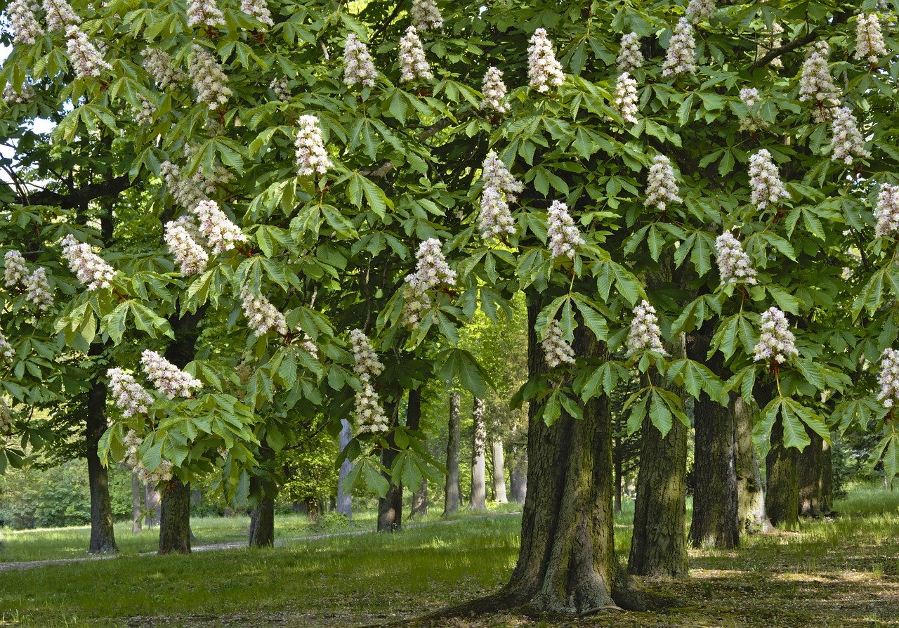 AESCULUS