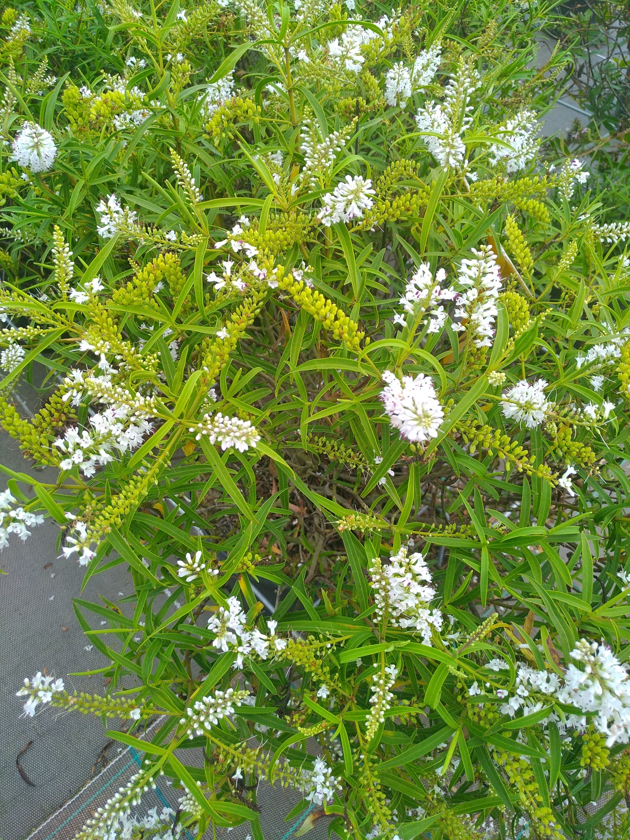HEBE microphylla